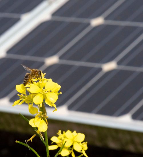 Agrisolar by SolarPower Europe